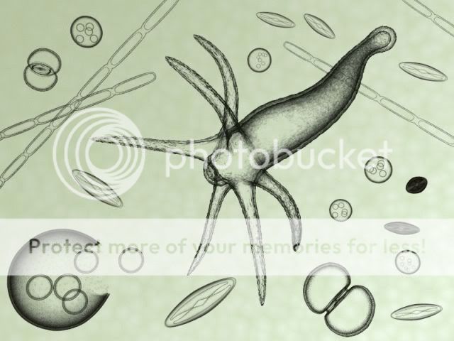 Hydra - microscopic image - Finished Projects - Blender Artists Community